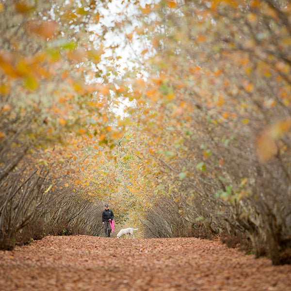 Brief History of the Australian Truffle Industry – To-Plate Foods